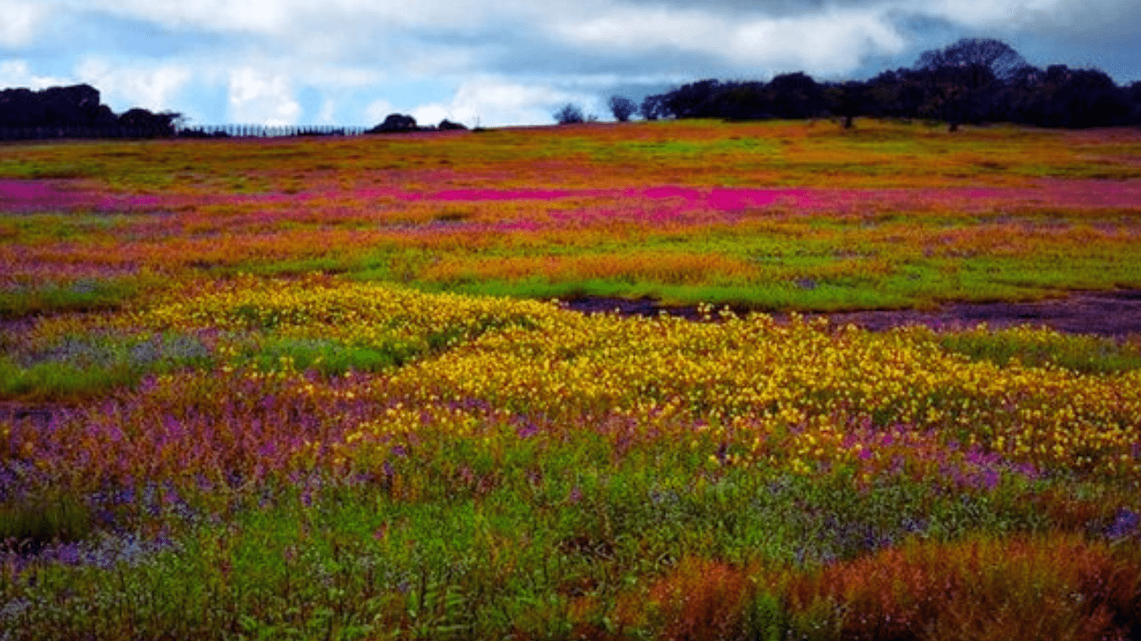 Guide for Exploring Kas Pathar Distance - Kas Pathar Flower Valley